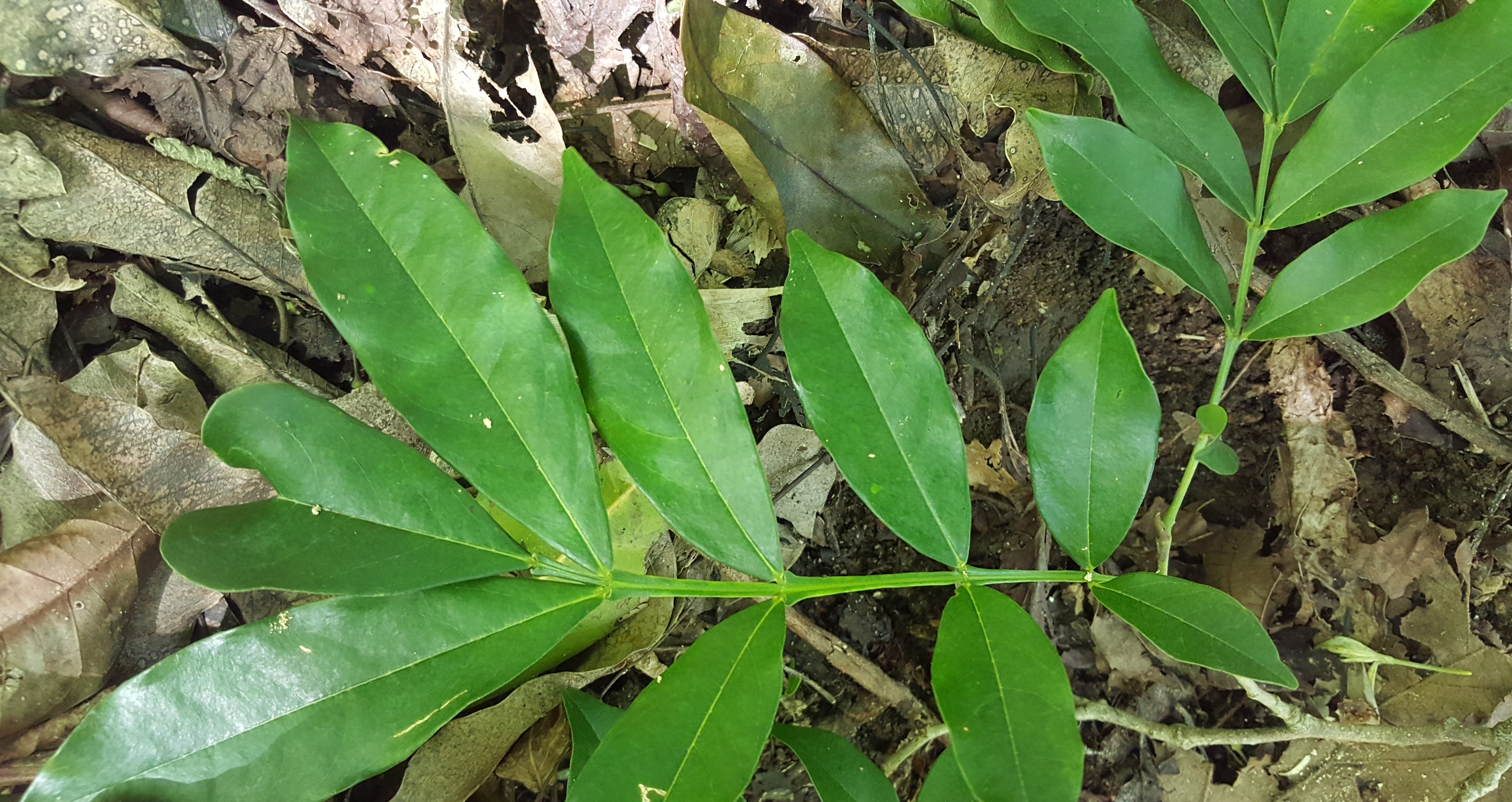 Trait-based Ecology – Traits and Ecosystems Lab